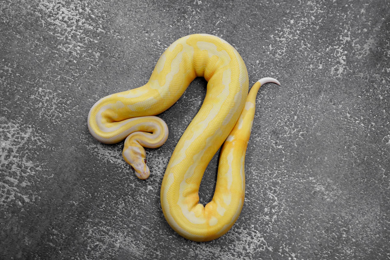 Mahagany Dreamsicle – REALITY BALL PYTHON