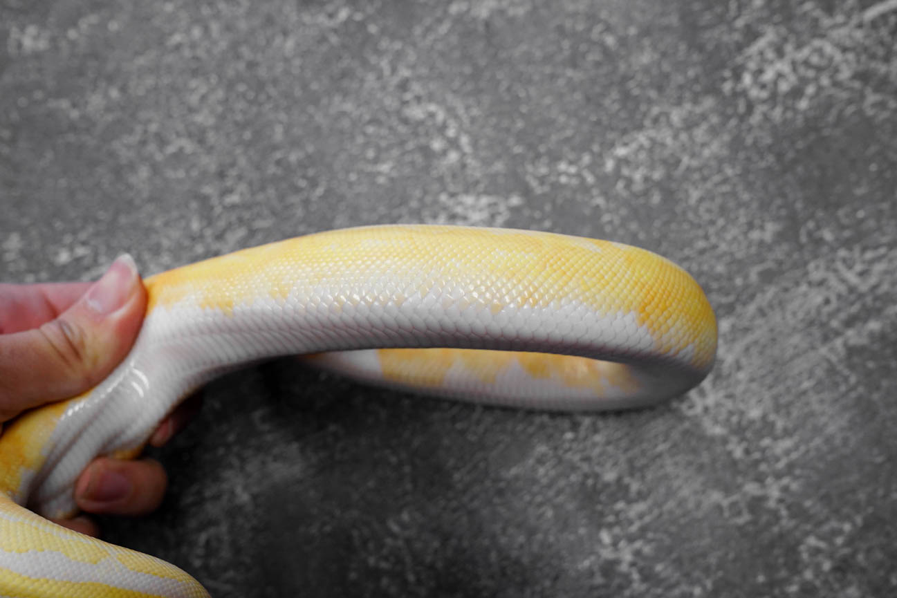 Mahagany Dreamsicle – REALITY BALL PYTHON