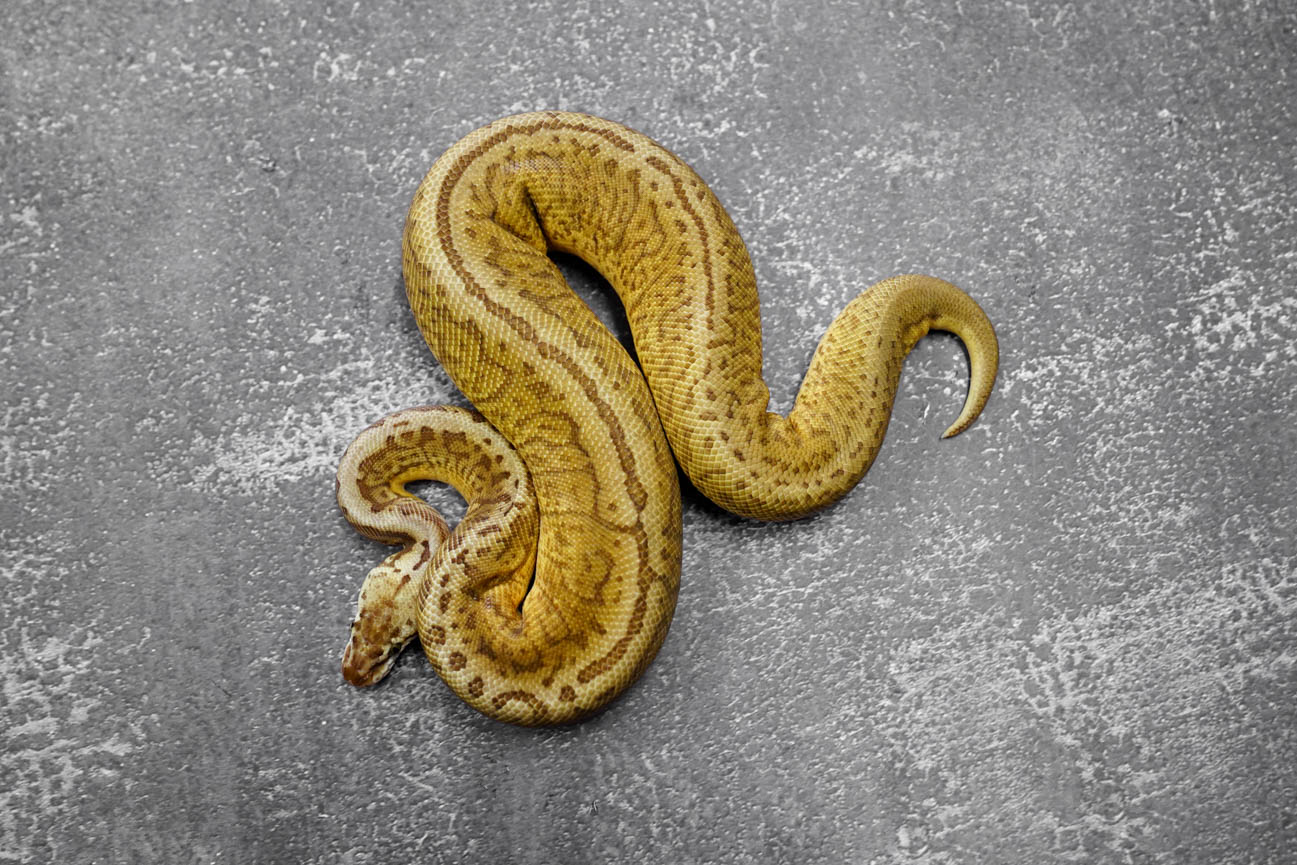 Leopard Pastel Spider Sunset – REALITY BALL PYTHON