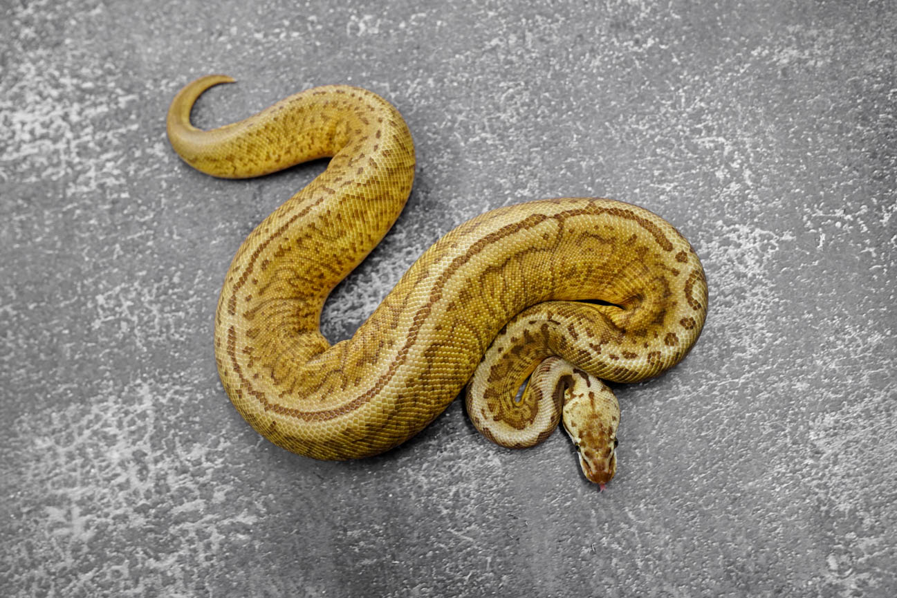 Leopard Pastel Spider Sunset – REALITY BALL PYTHON