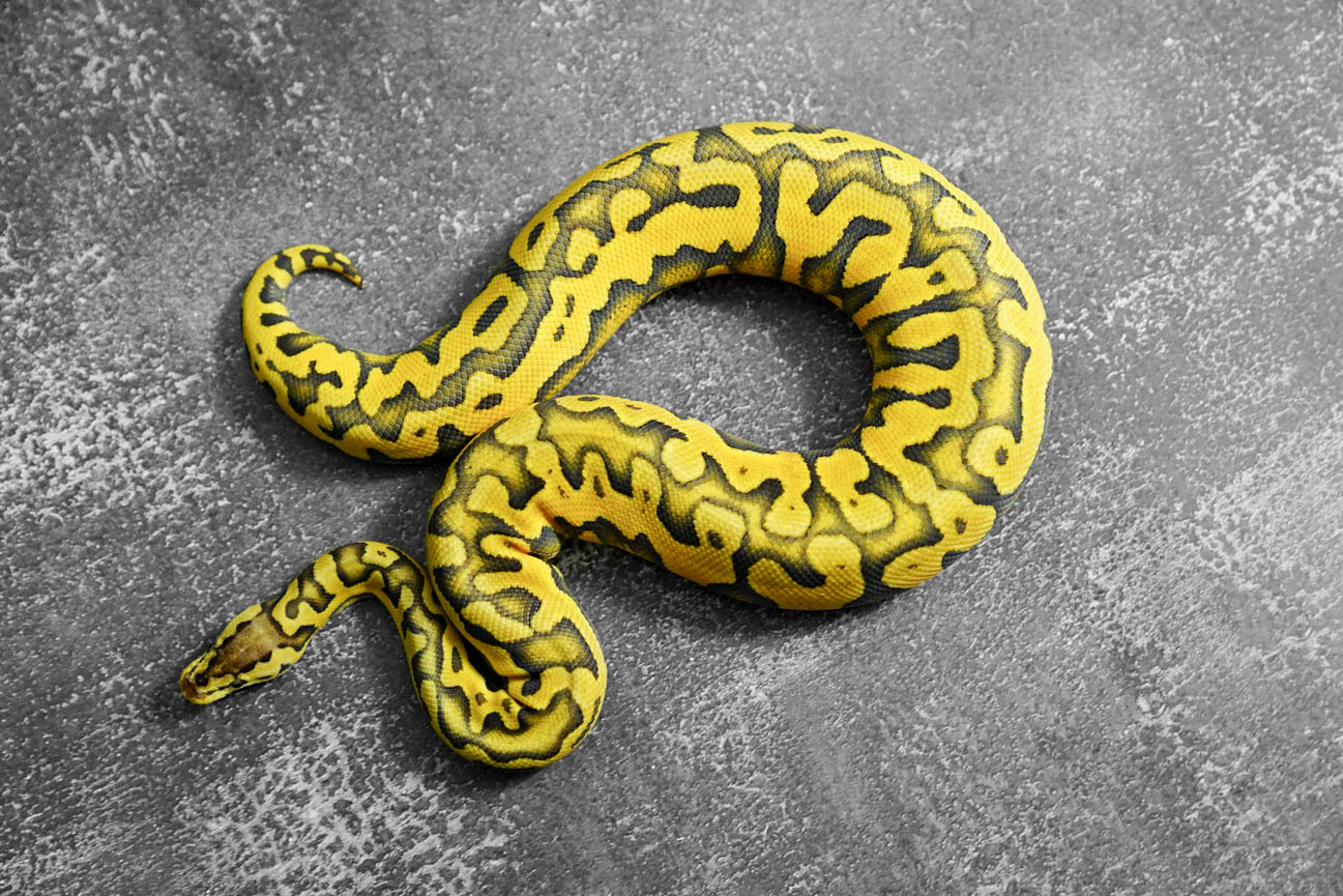 Super Pastel Puzzle – REALITY BALL PYTHON