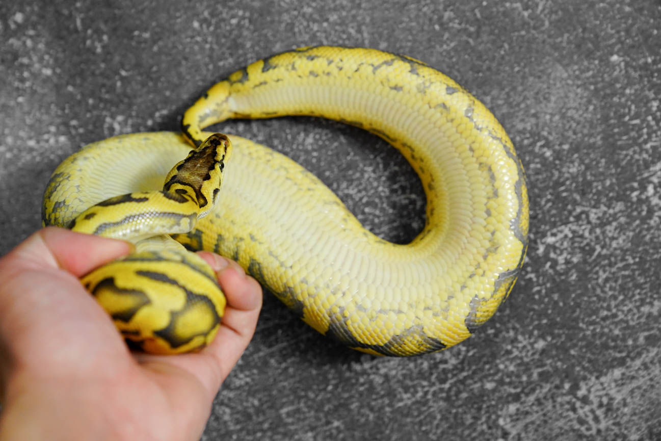 Super Pastel Puzzle – REALITY BALL PYTHON
