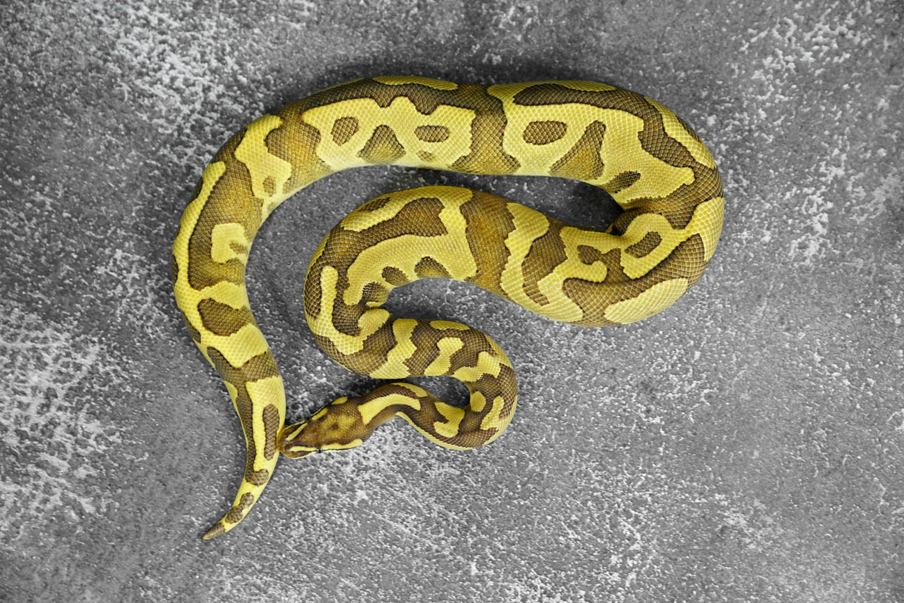 Black Head Enchi Leopard Disco 100% DH Paint Clown 50% Het Pied – REALITY BALL PYTHON