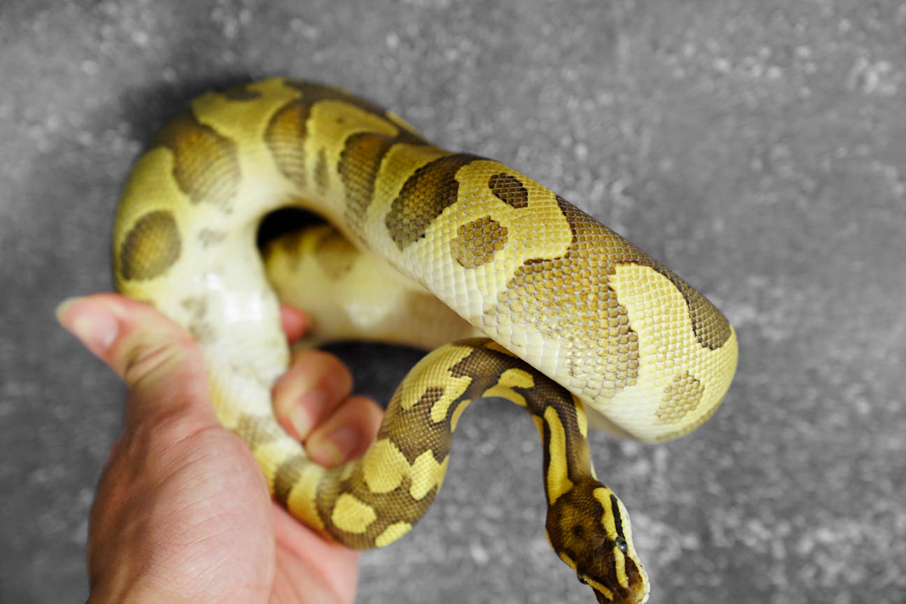 Black Head Enchi Leopard Disco 100% DH Paint Clown 50% Het Pied – REALITY BALL PYTHON