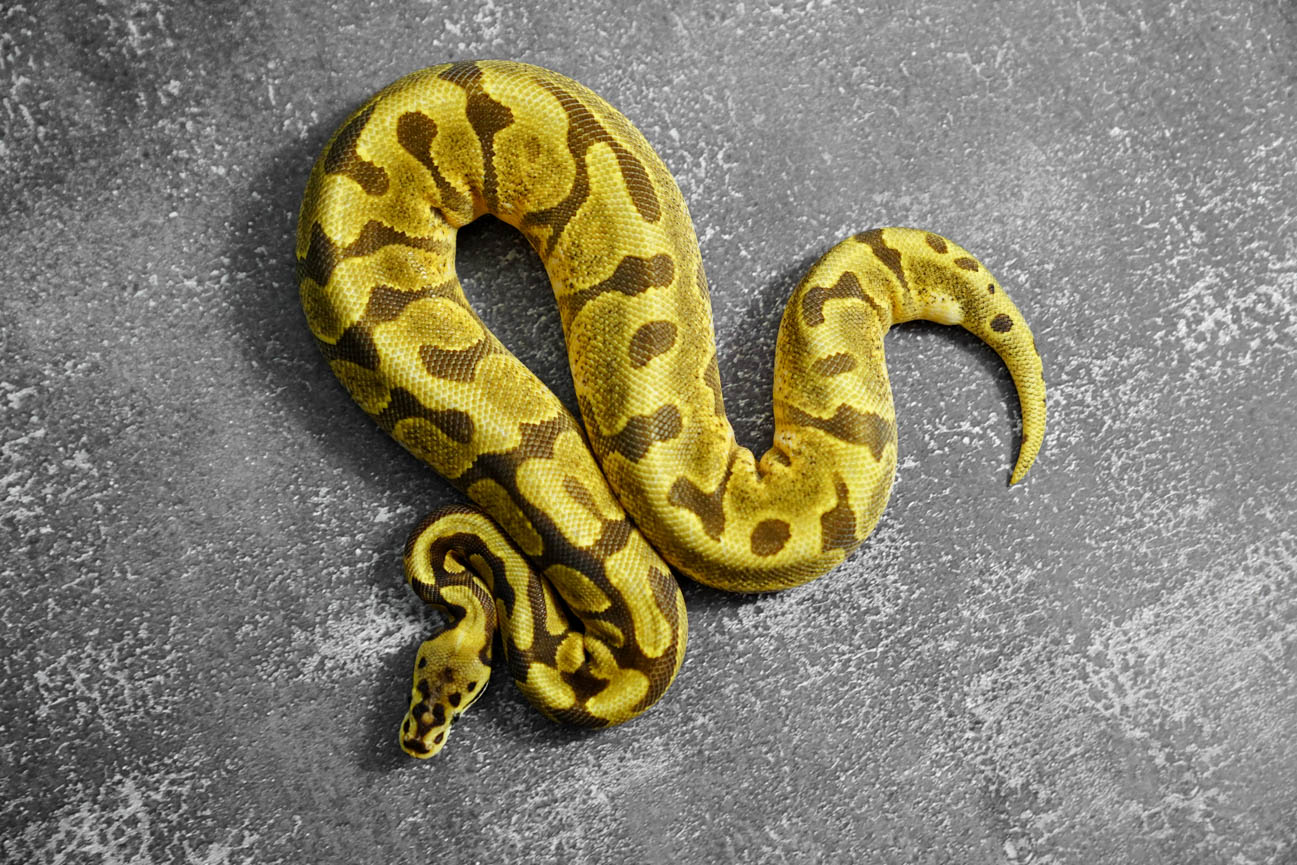 Enchi YB Jungle Woma 100% Het Clown – REALITY BALL PYTHON