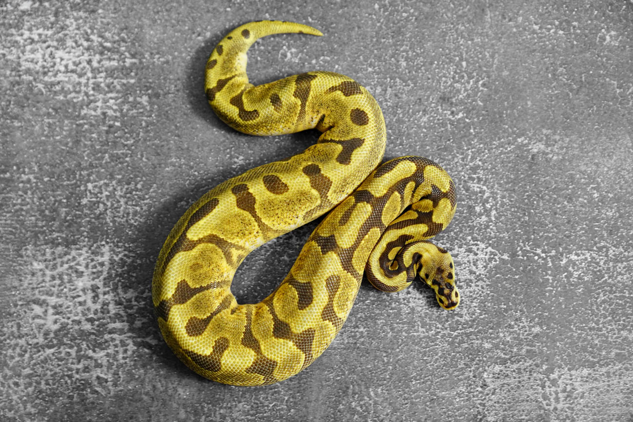 Enchi YB Jungle Woma 100% Het Clown – REALITY BALL PYTHON