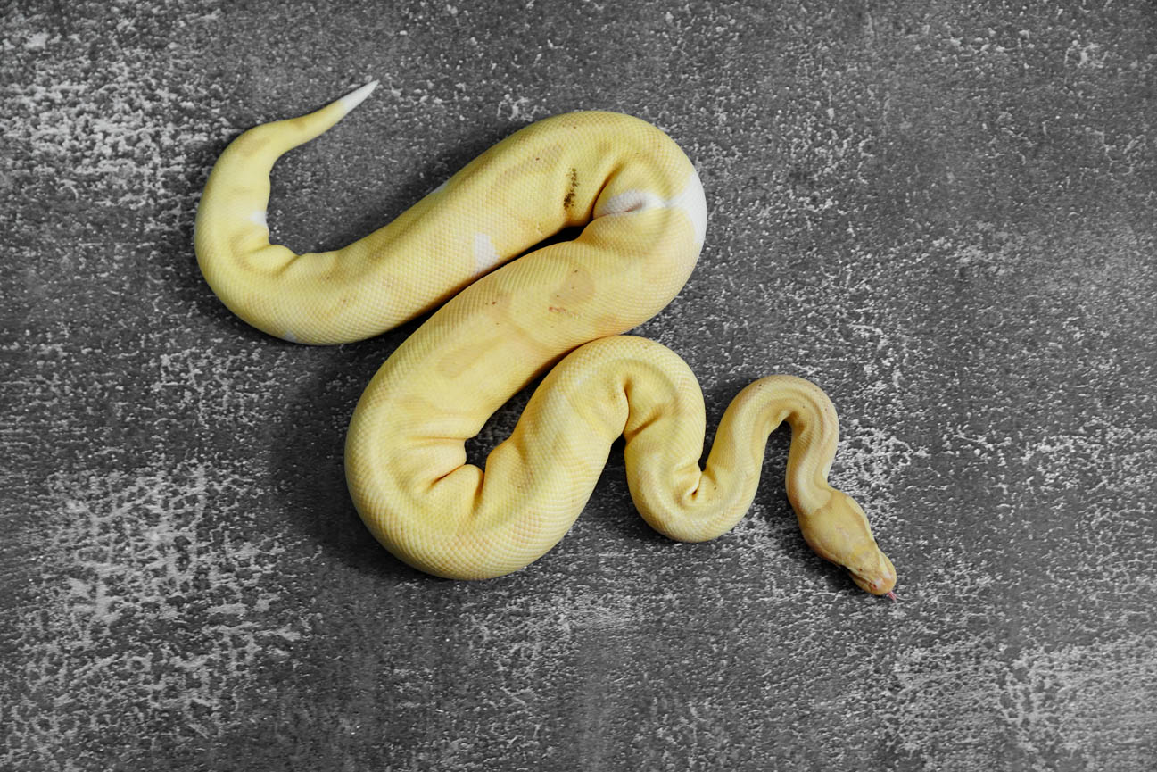 Black Head Super Enchi Banana Pied – REALITY BALL PYTHON