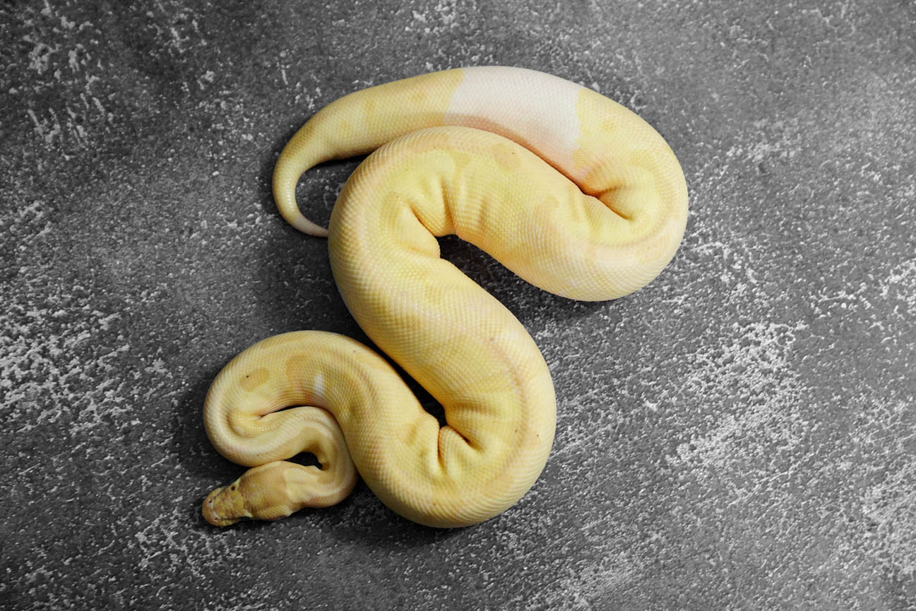 Black Head Super Enchi Banana Pied – REALITY BALL PYTHON