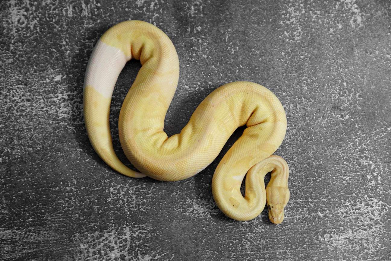 Black Head Super Enchi Banana Pied – REALITY BALL PYTHON