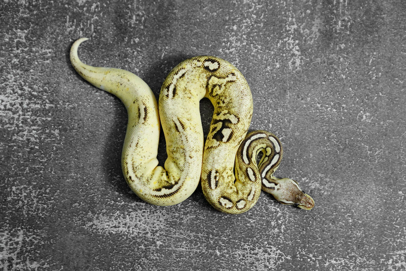 Cinnamon Fire YB Pastel 100% Het Tri Stripe – REALITY BALL PYTHON