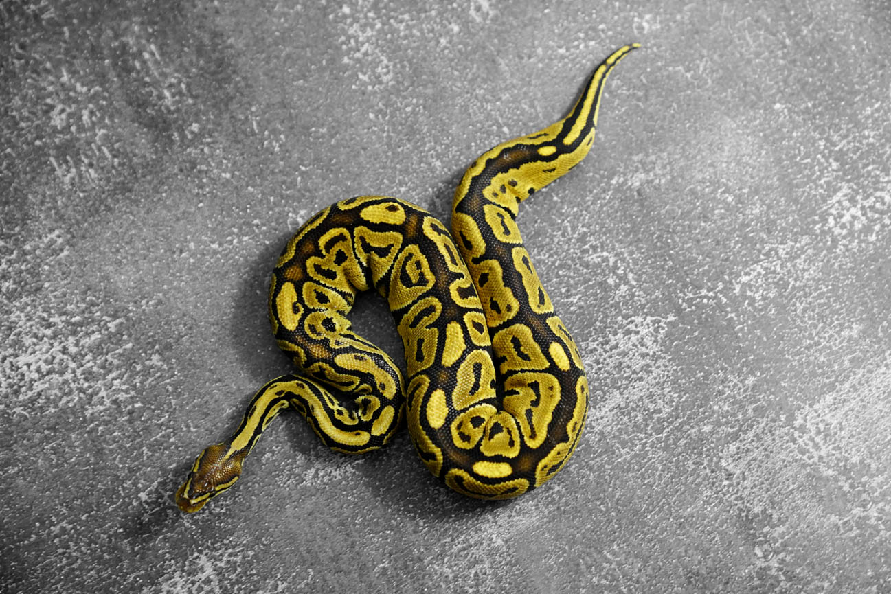 Bongo Spotnose 100% Het Candy / Albino – REALITY BALL PYTHON