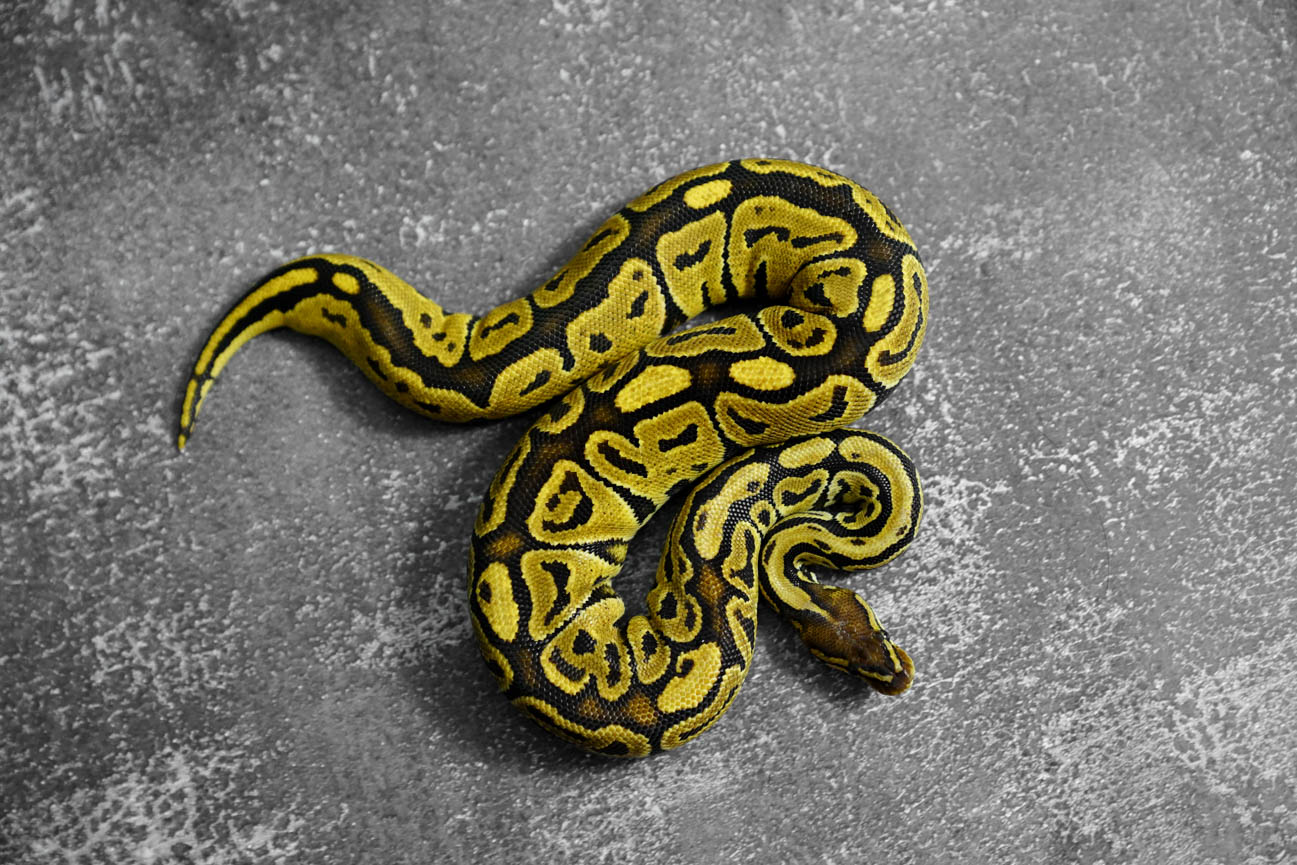 Bongo Spotnose 100% Het Candy / Albino – REALITY BALL PYTHON