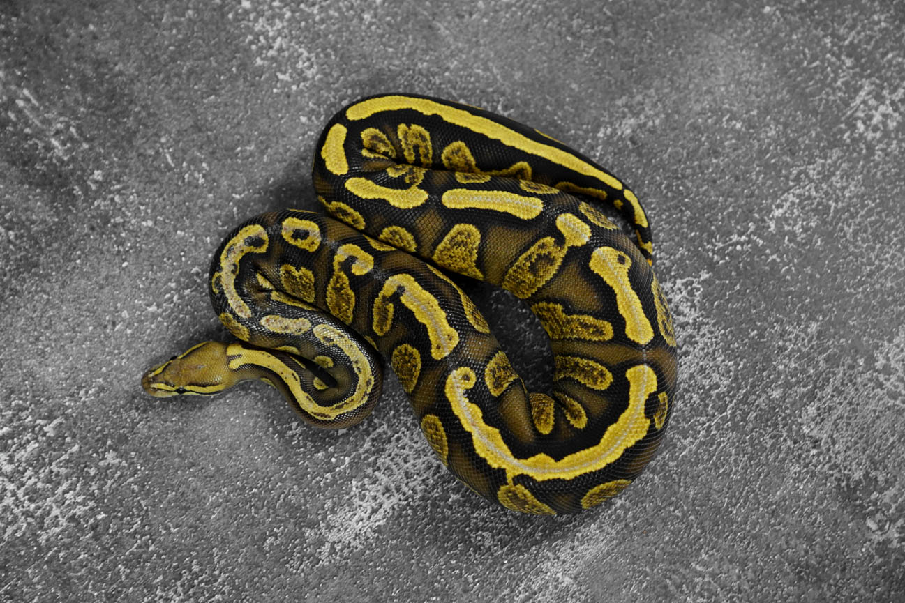 GHI Enchi Fire 100% DH Clown Pied – REALITY BALL PYTHON