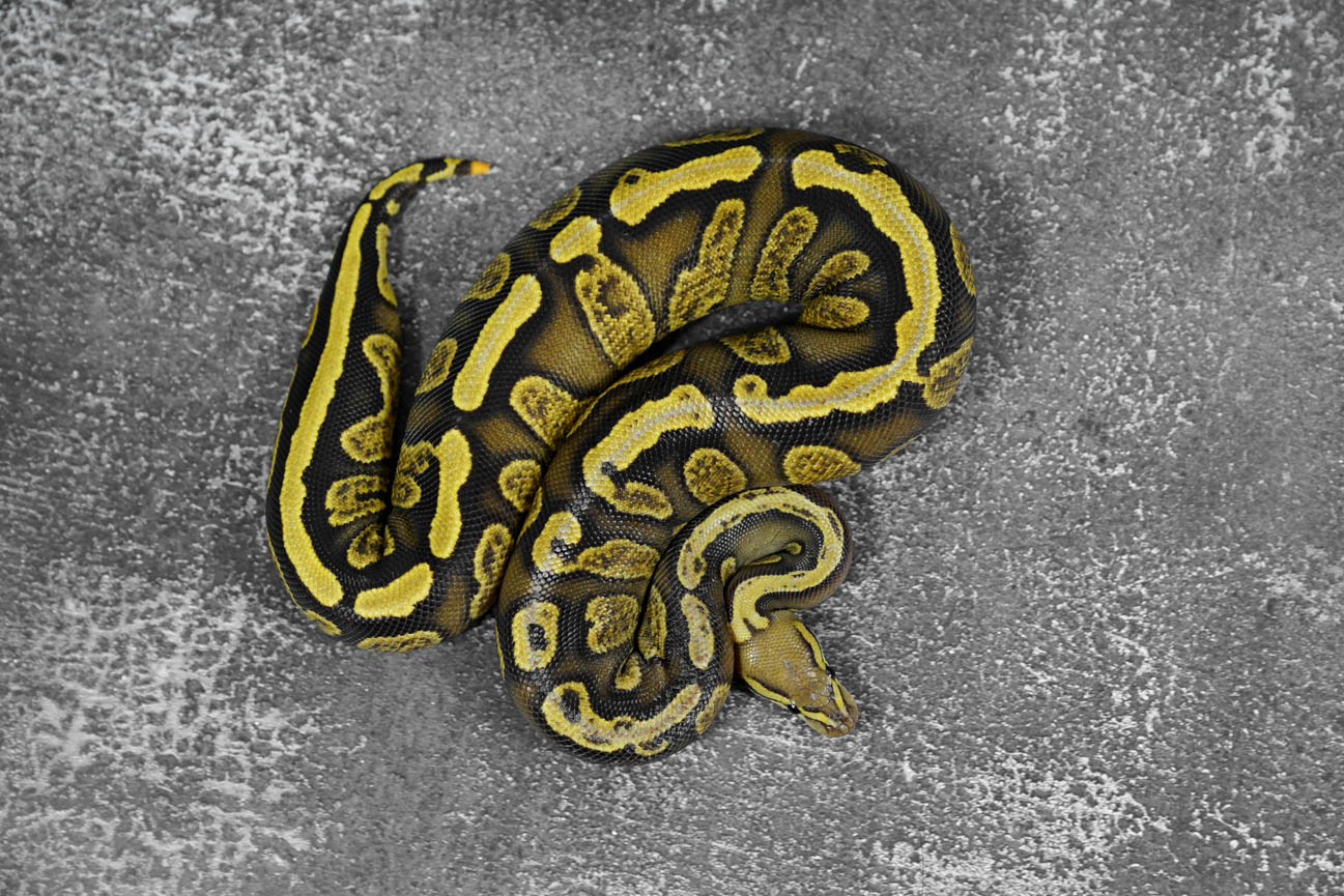 GHI Enchi Fire 100% DH Clown Pied – REALITY BALL PYTHON