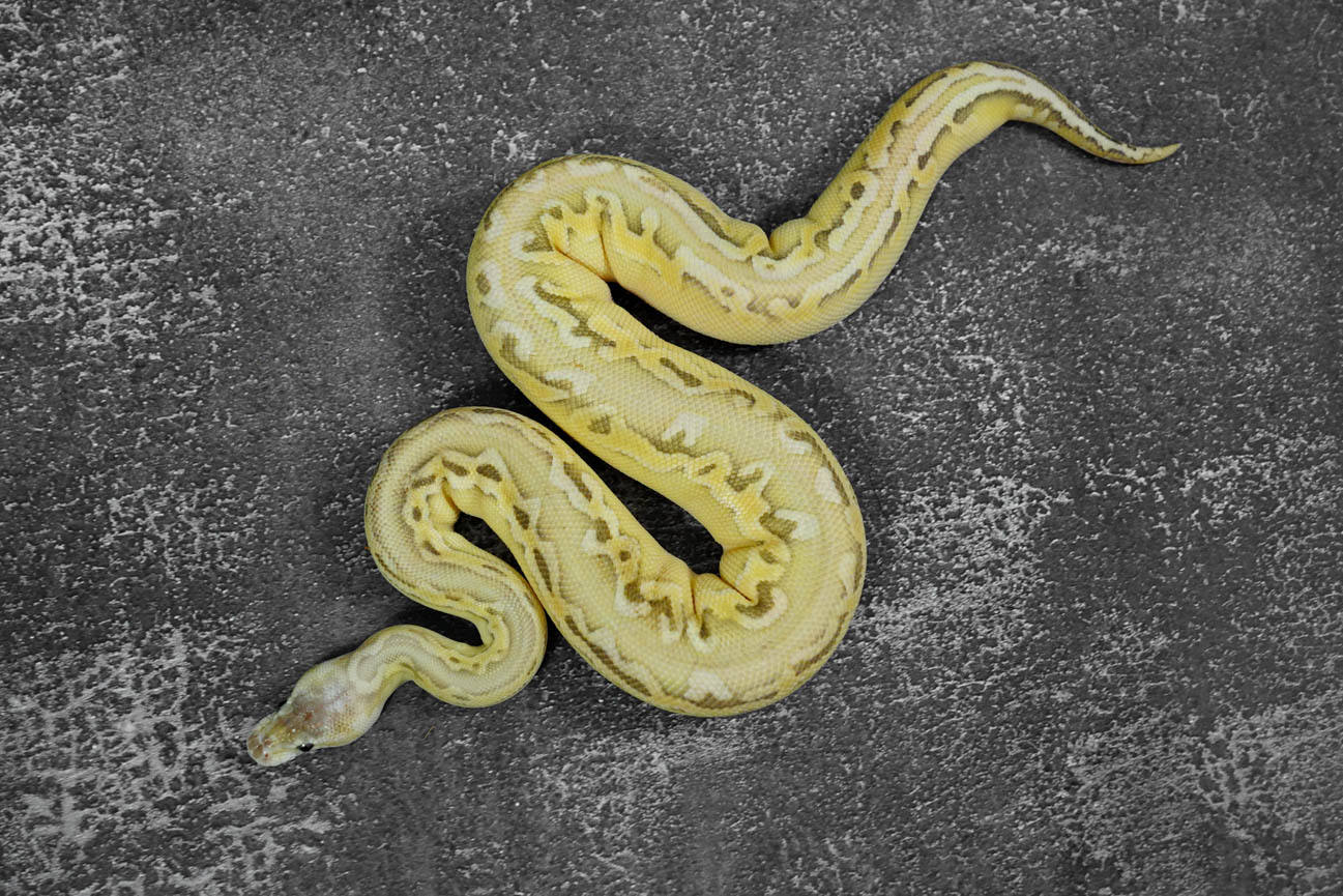 Super Pastel Cinnamon Lesser Vanilla Puzzle – REALITY BALL PYTHON