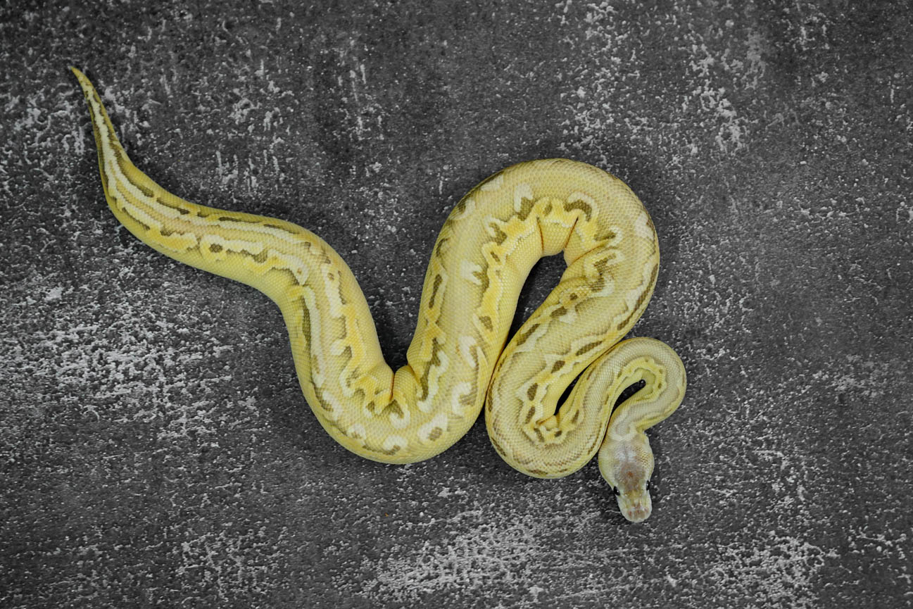 Super Pastel Cinnamon Lesser Vanilla Puzzle – REALITY BALL PYTHON