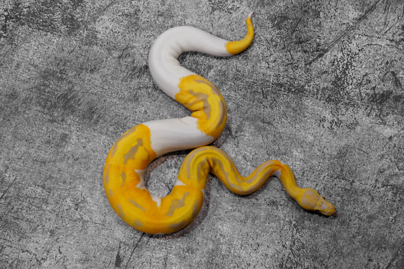 Candino Pied – REALITY BALL PYTHON