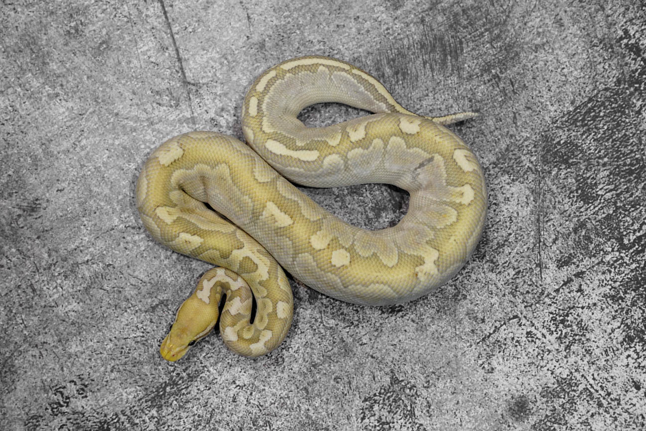 Black Head Bamboo Hypo Poss Pastel YB 50% Het Pied – REALITY BALL PYTHON
