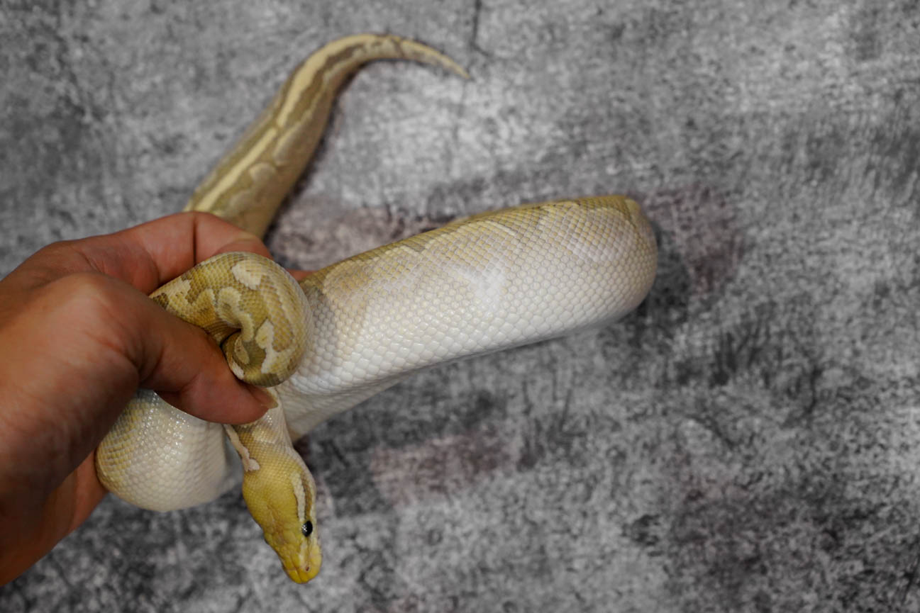 Black Head Bamboo Hypo Poss Pastel YB 50% Het Pied – REALITY BALL PYTHON