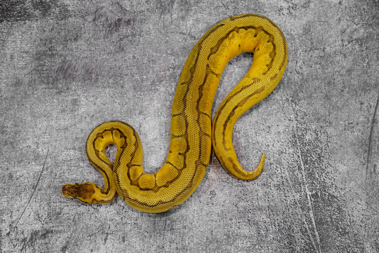 Enchi Pastel Pin 100% DH Desert Ghost Pied – REALITY BALL PYTHON