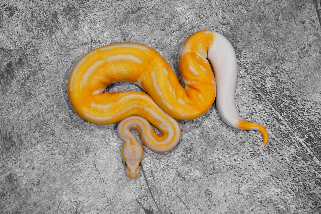 Black Head Red Gene Dreamsicle – REALITY BALL PYTHON