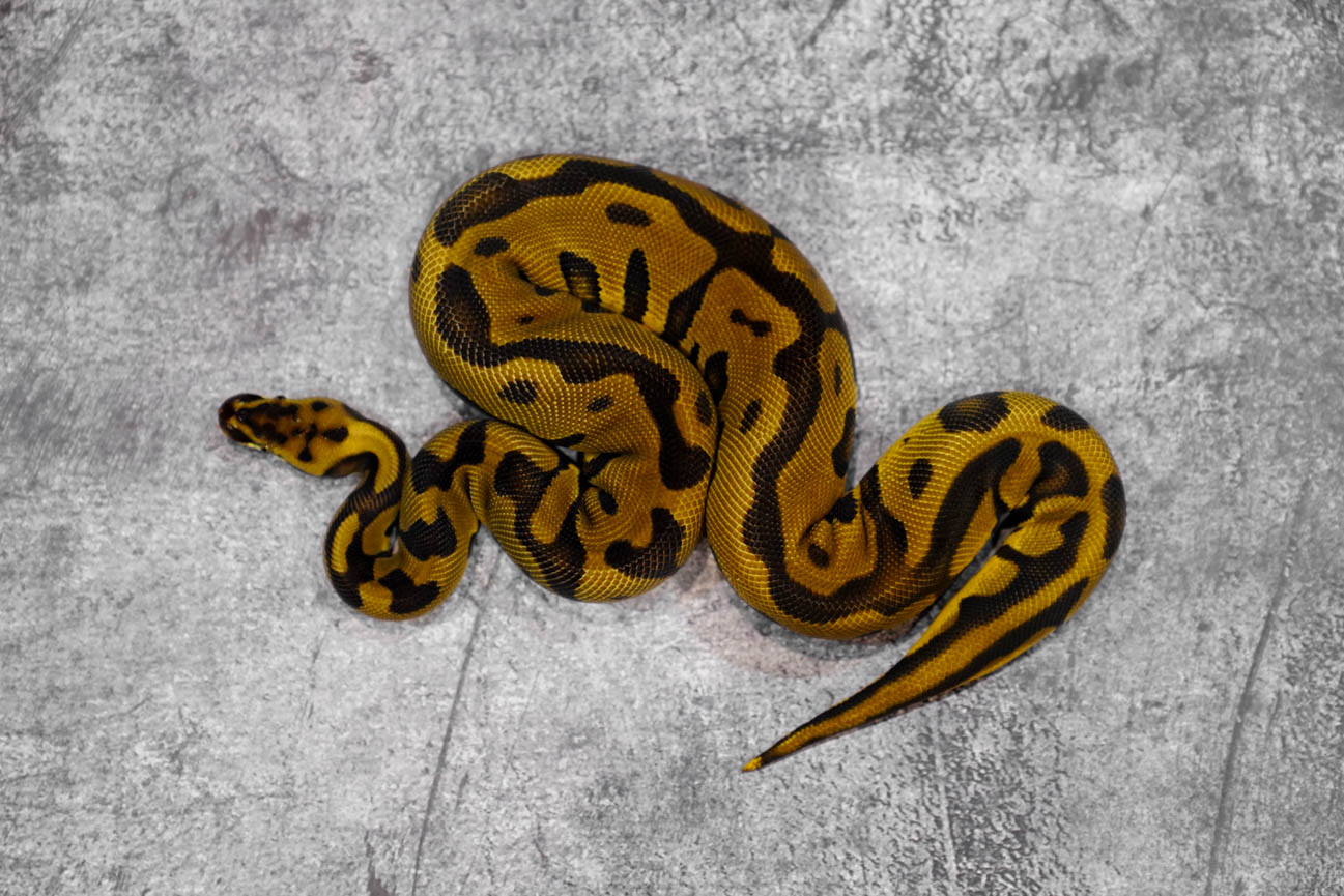 Leopard Enchi Het Red Axanthic Pastel 100% Het Desert Ghost 50% Het ...