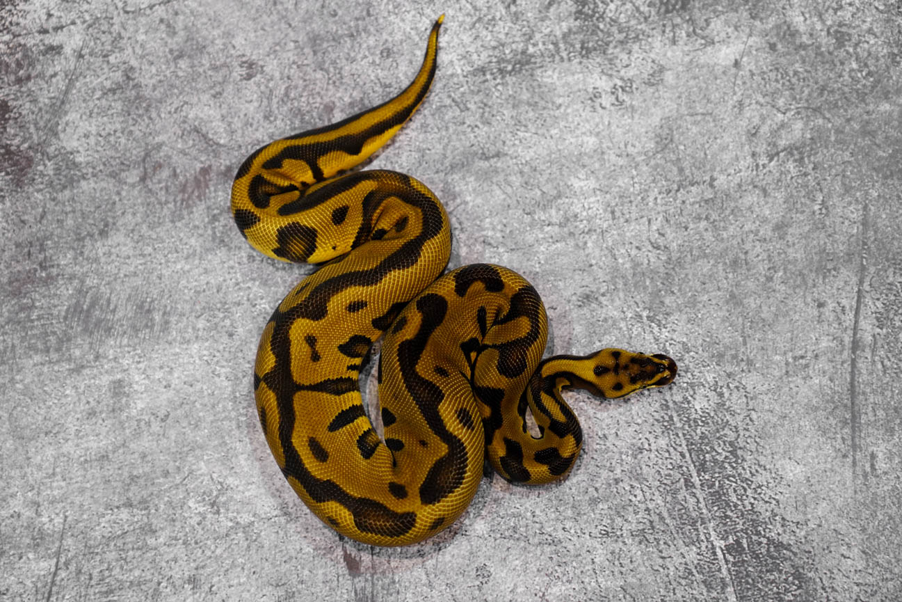 Leopard Enchi Het Red Axanthic Pastel 100% Het Desert Ghost 50% Het ...