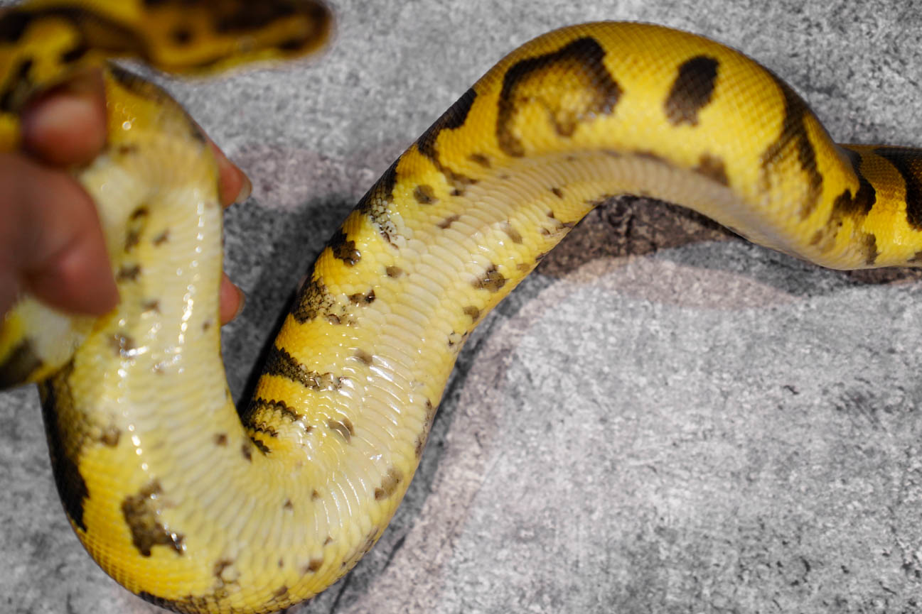 Leopard Enchi Het Red Axanthic Pastel 100% Het Desert Ghost 50% Het Pied – REALITY BALL PYTHON