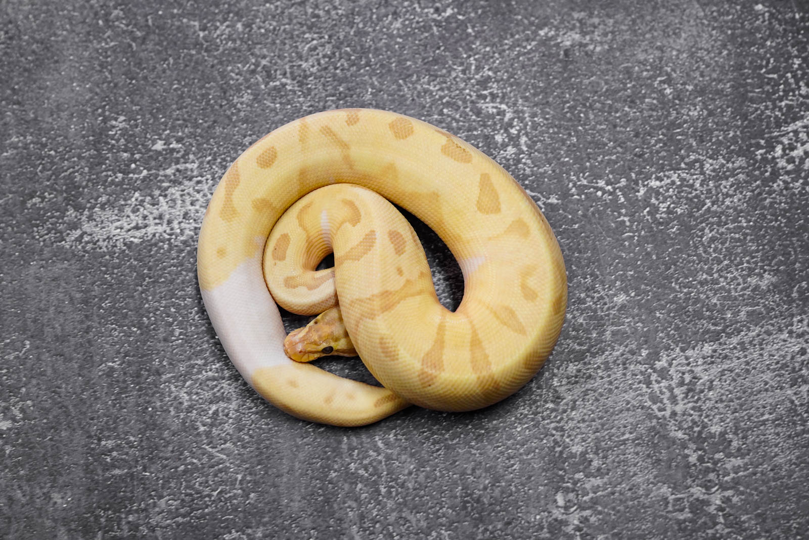 Black Head Super Enchi Banana Pied – REALITY BALL PYTHON