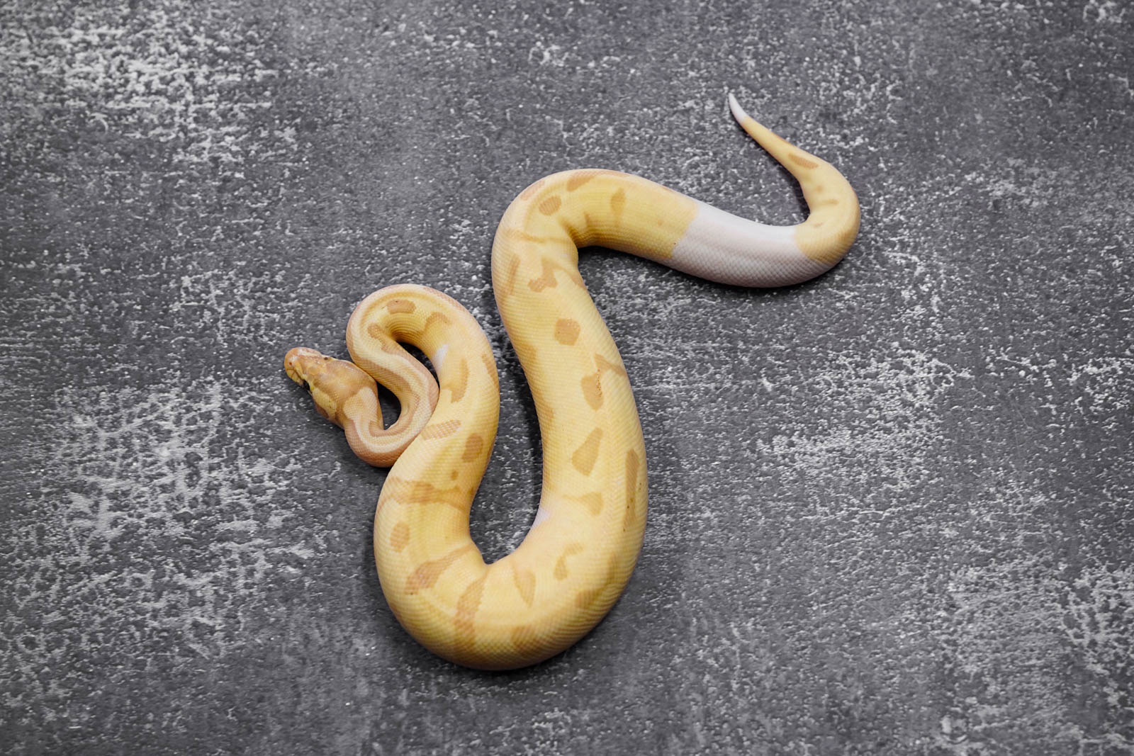 Black Head Super Enchi Banana Pied – REALITY BALL PYTHON