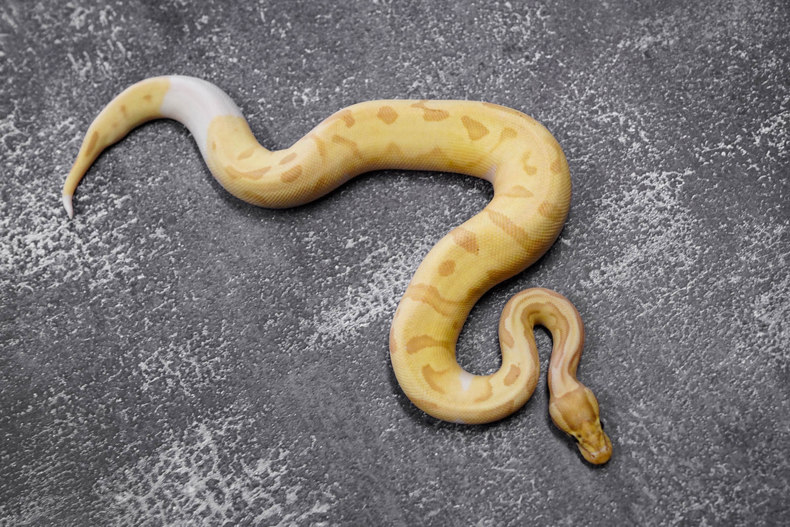 Black Head Super Enchi Banana Pied – REALITY BALL PYTHON