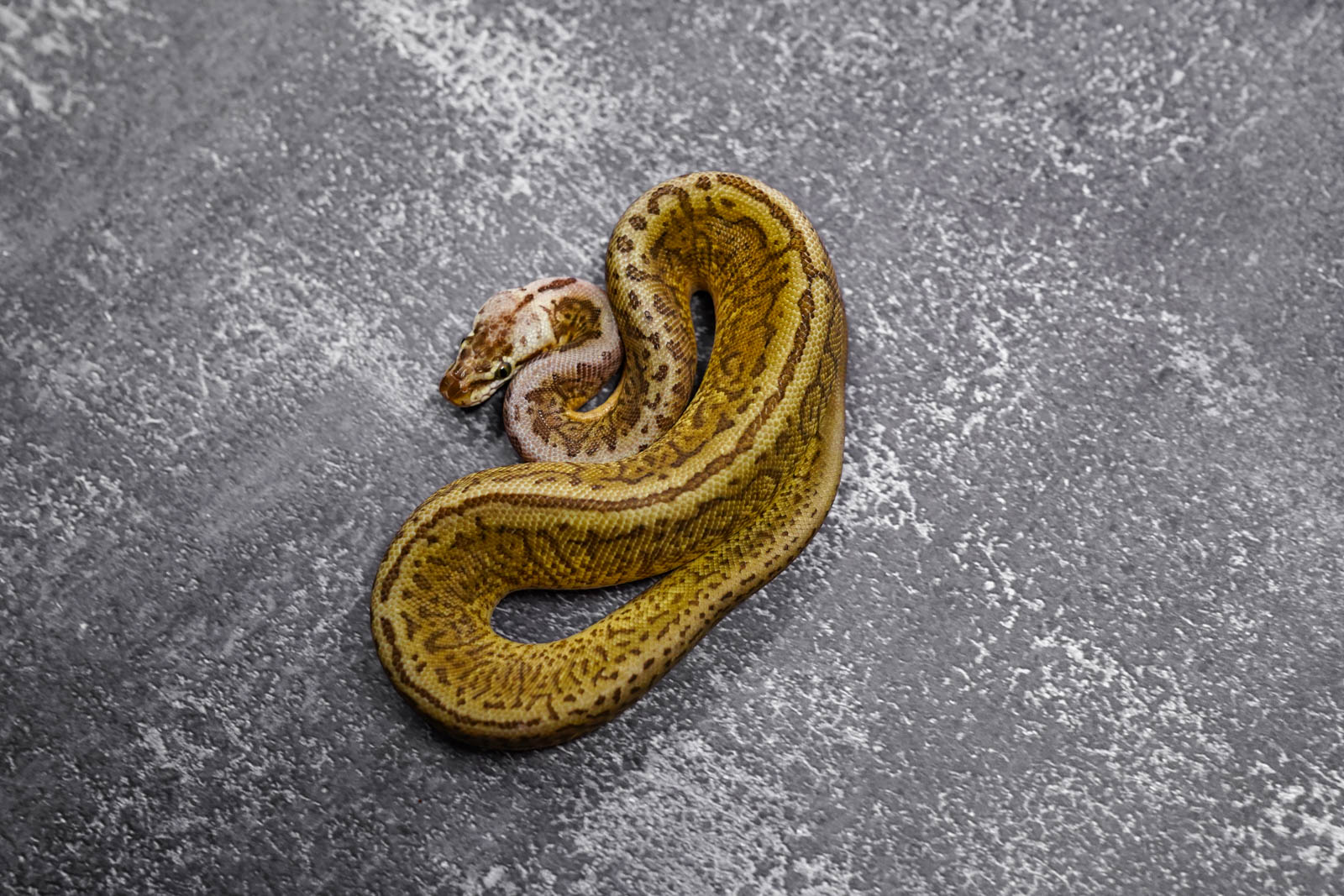 Leopard Pastel Spider Sunset – REALITY BALL PYTHON