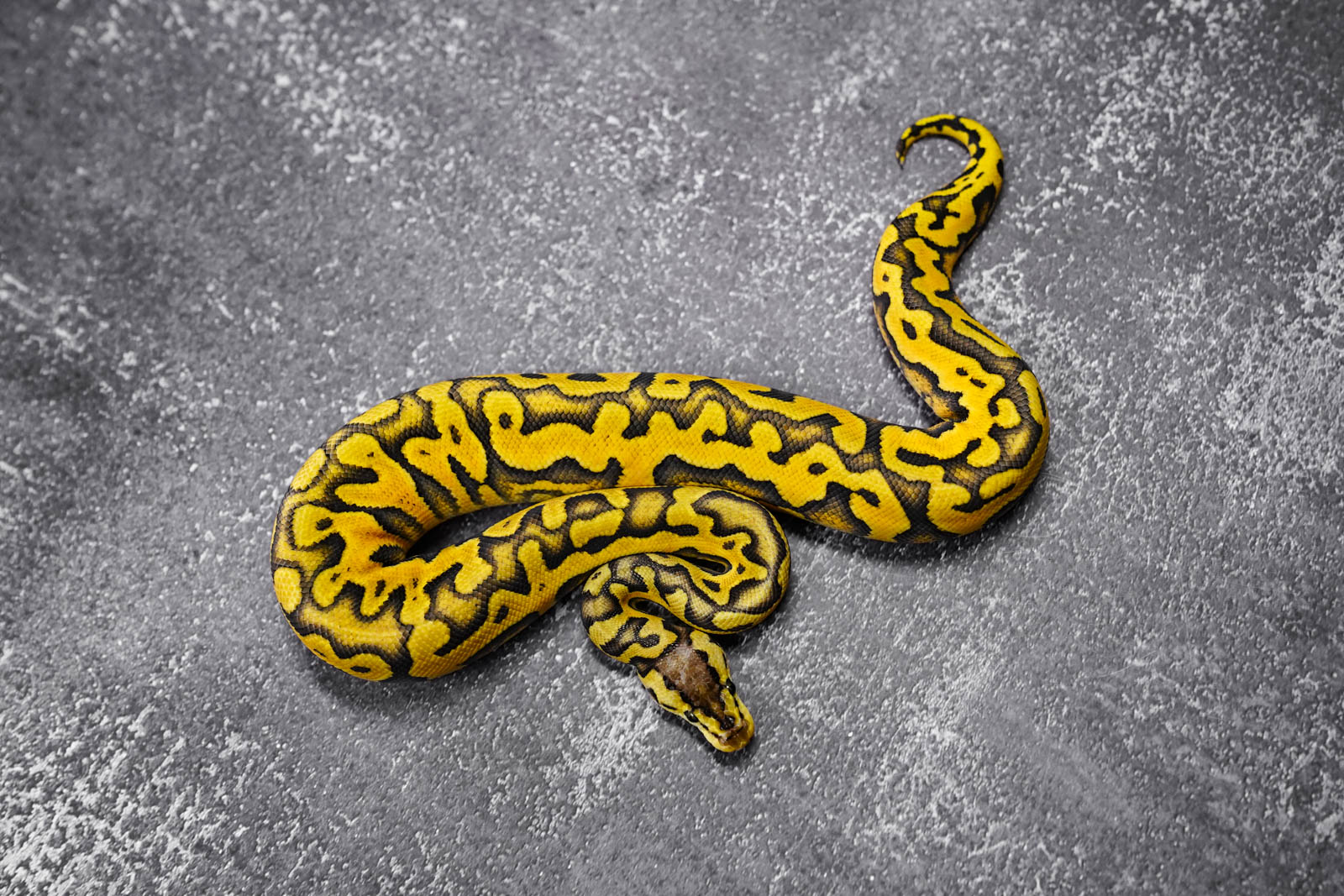 Super Pastel Puzzle – REALITY BALL PYTHON