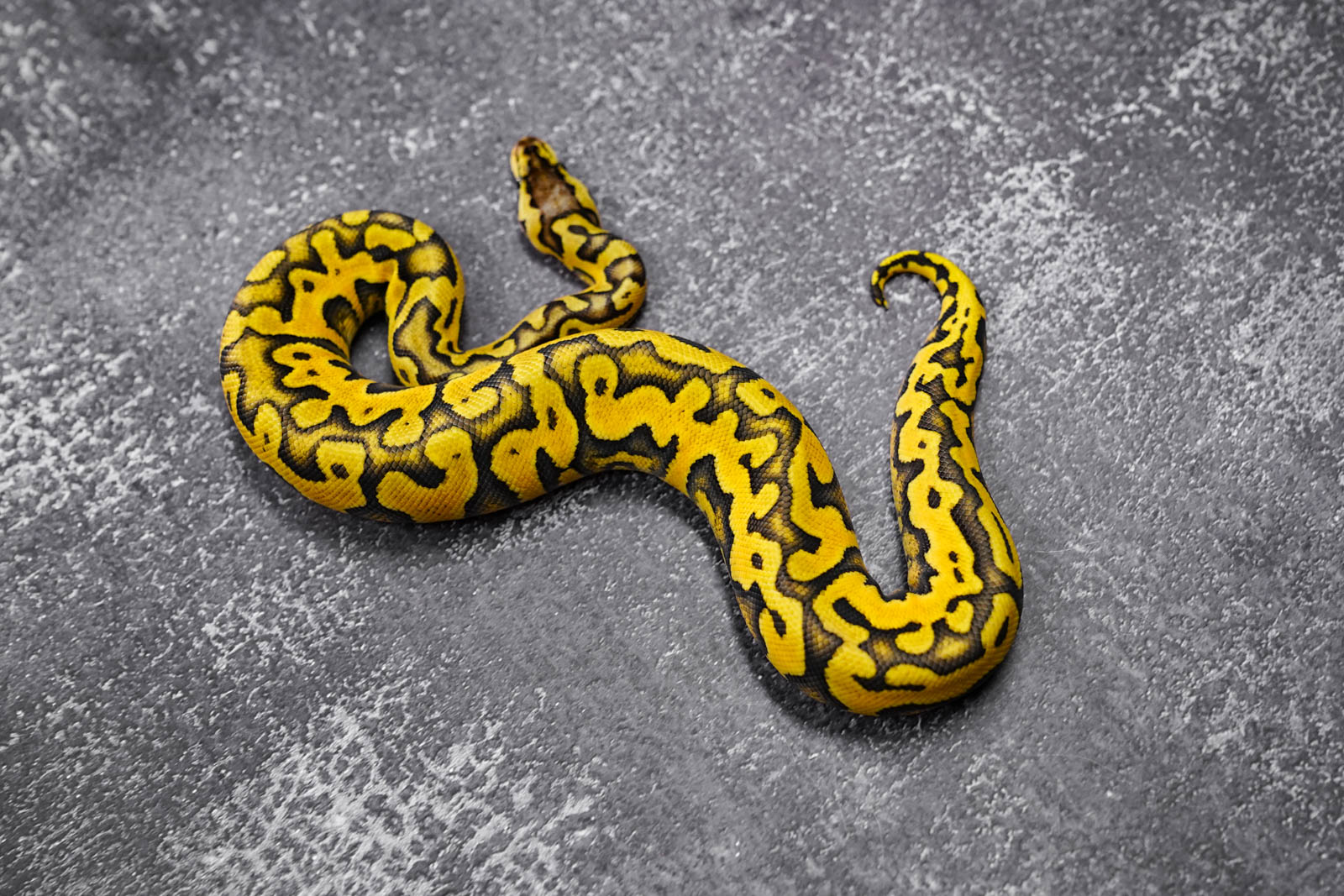 Super Pastel Puzzle – REALITY BALL PYTHON