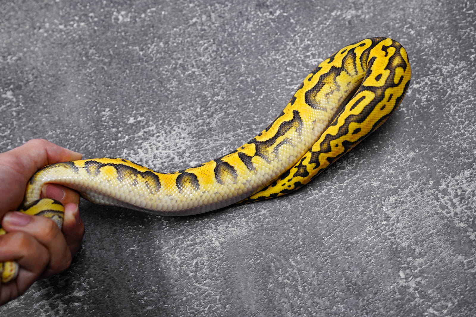 Super Pastel Puzzle – REALITY BALL PYTHON