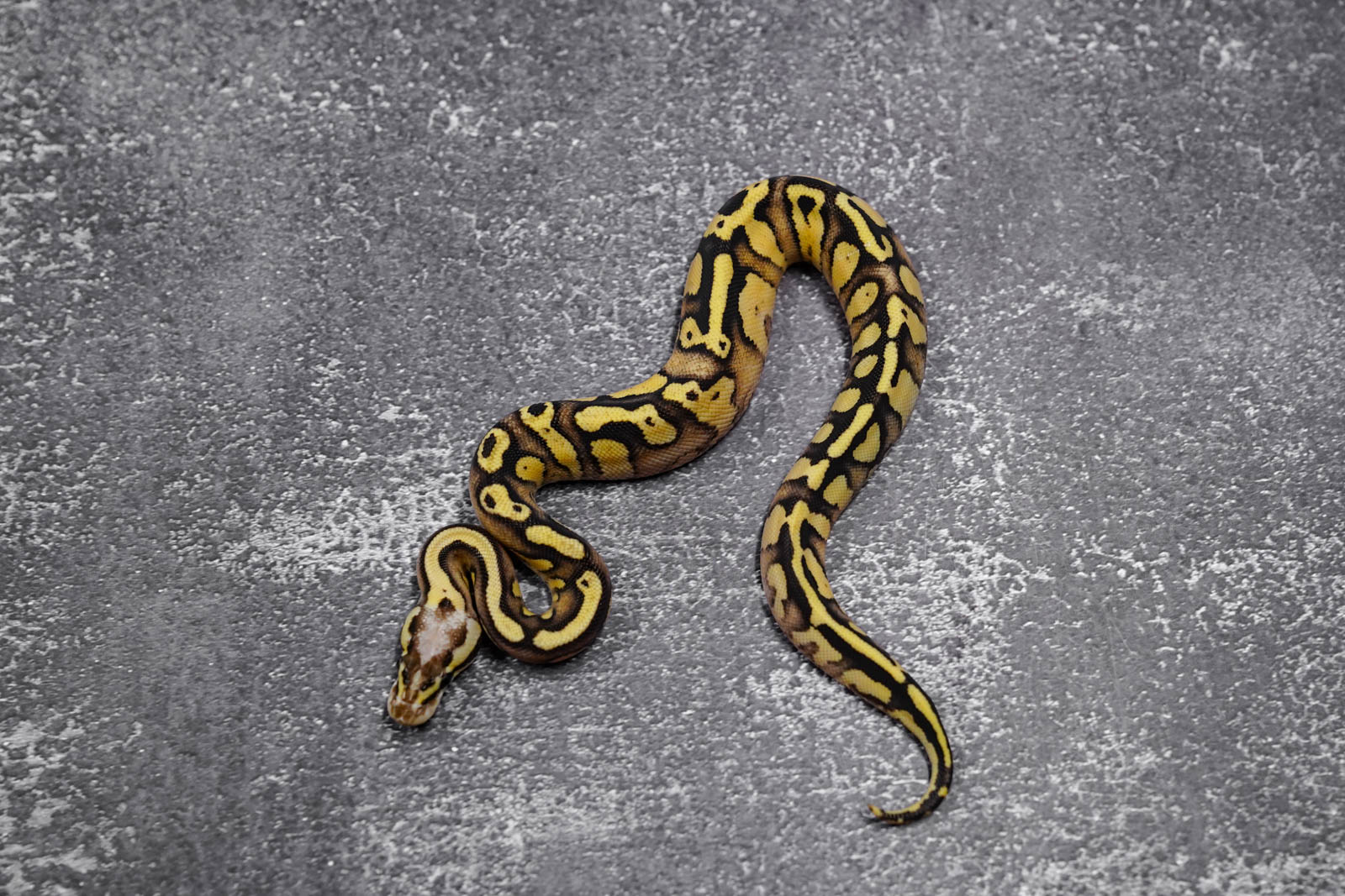 Fire Pastel YB 100% DH Desert Ghost Clown – REALITY BALL PYTHON