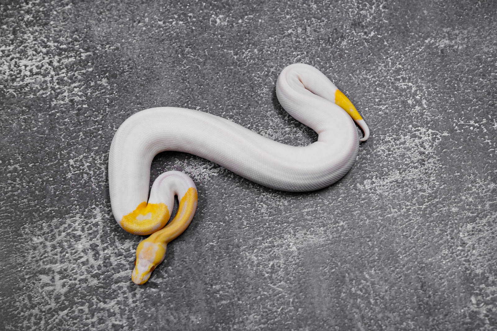 Candino Pied – REALITY BALL PYTHON