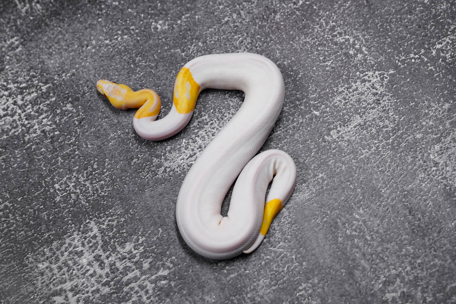 Candino Pied – REALITY BALL PYTHON