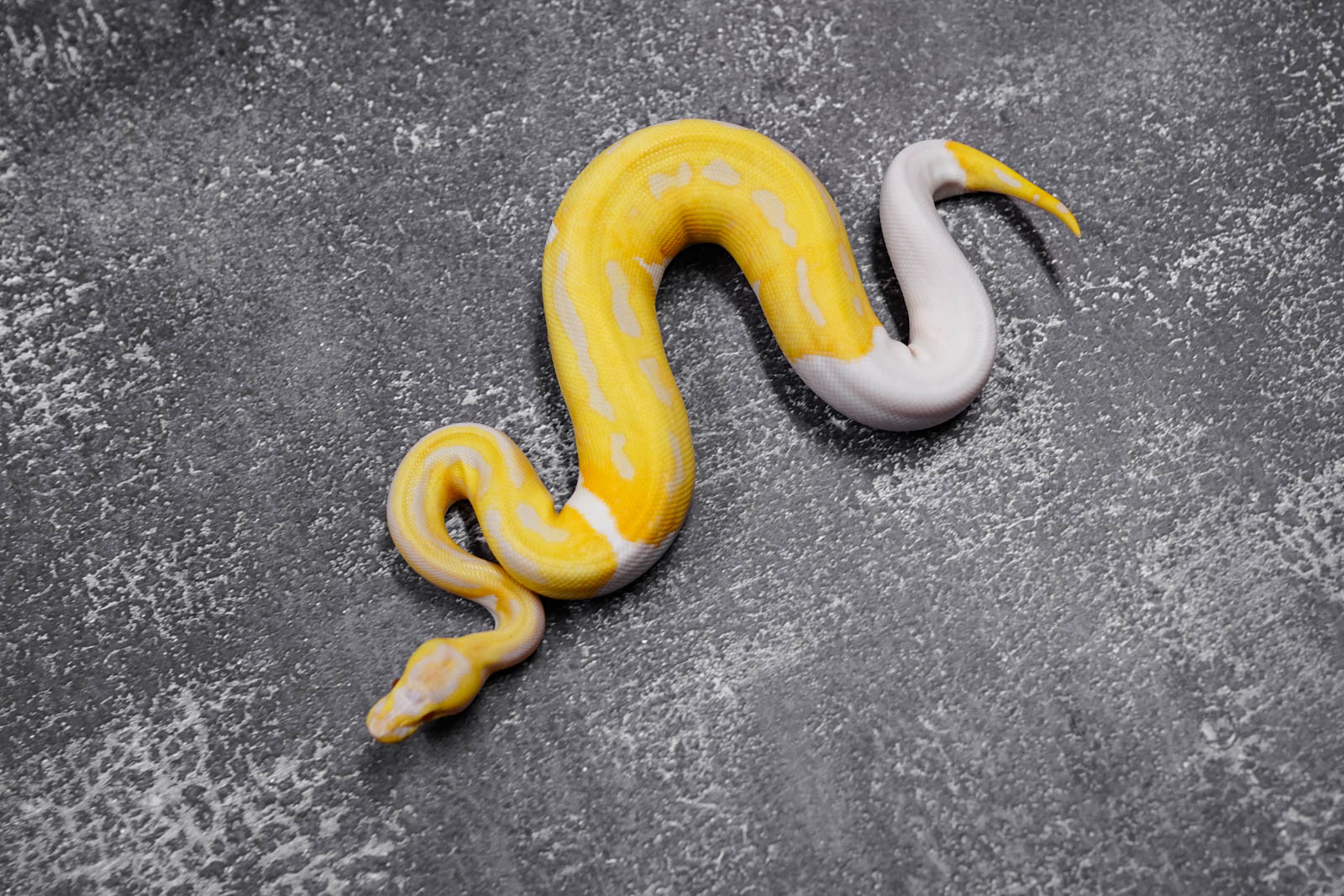 Candino Pied – REALITY BALL PYTHON
