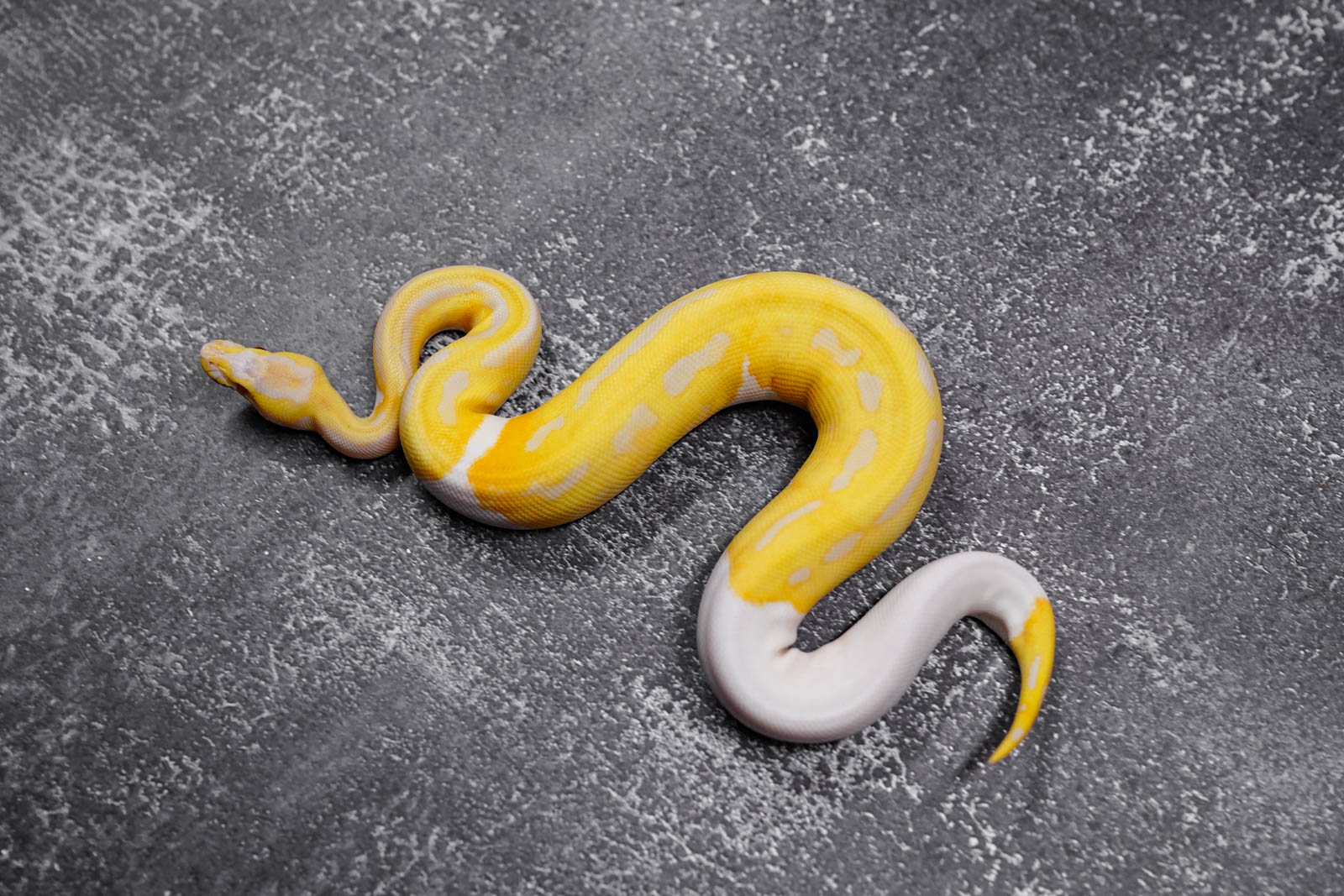 Candino Pied – REALITY BALL PYTHON