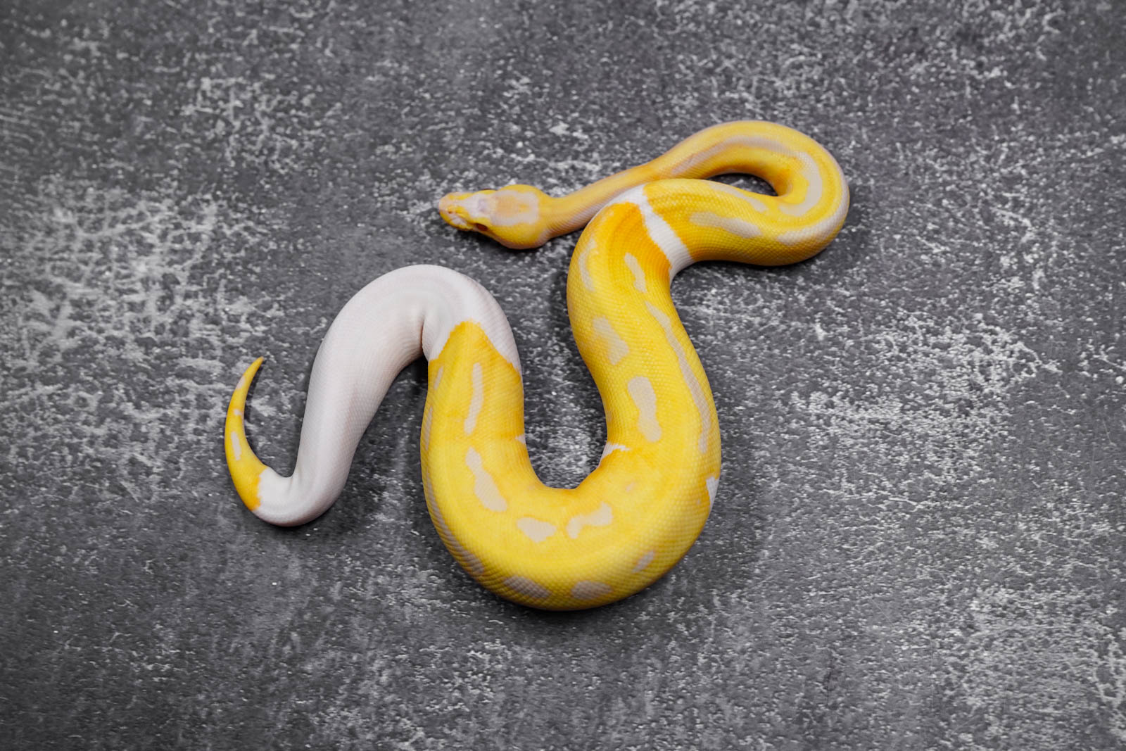 Candino Pied – REALITY BALL PYTHON