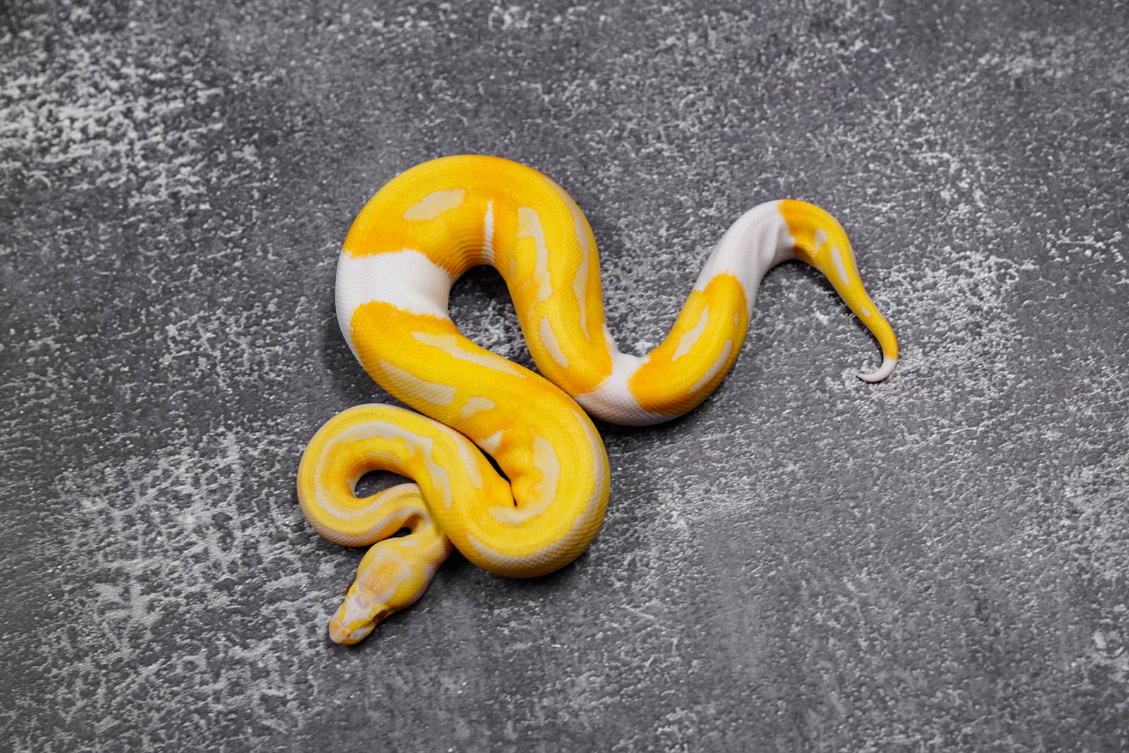Candino Pied – REALITY BALL PYTHON