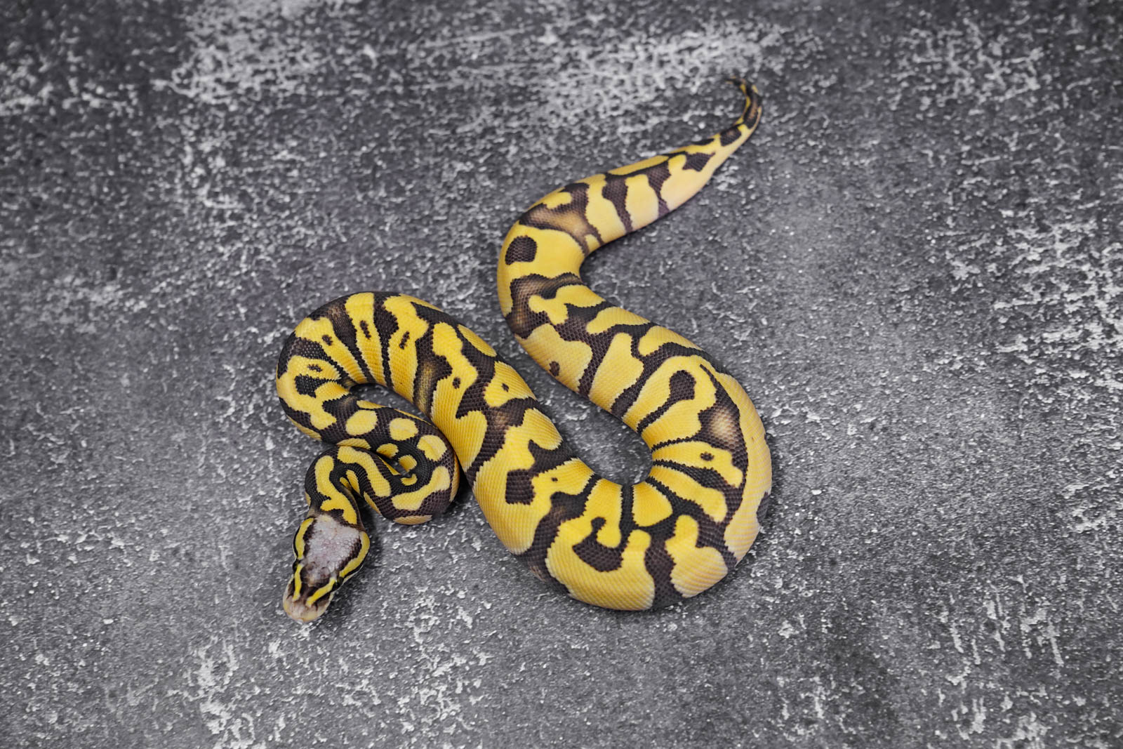 Pastel Enchi Chocolate Desert Ghost 50% Het Hypo Poss YB – REALITY BALL ...