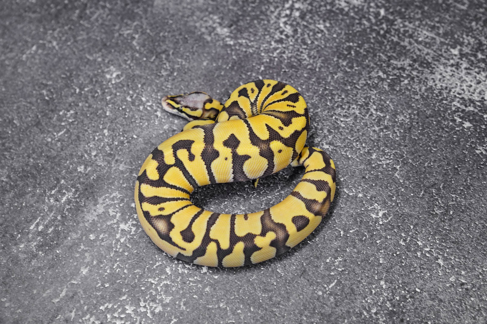 Pastel Enchi Chocolate Desert Ghost 50% Het Hypo Poss YB – REALITY BALL ...