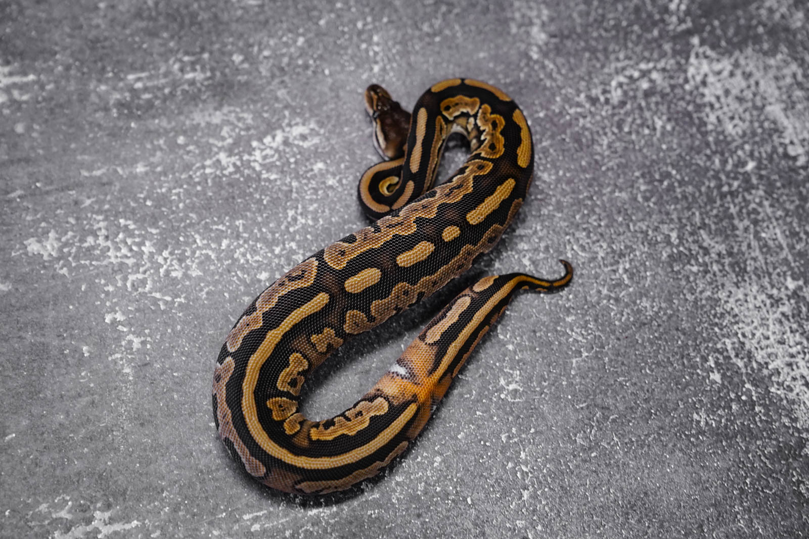 Cinnamon Leopard Chocolate – REALITY BALL PYTHON