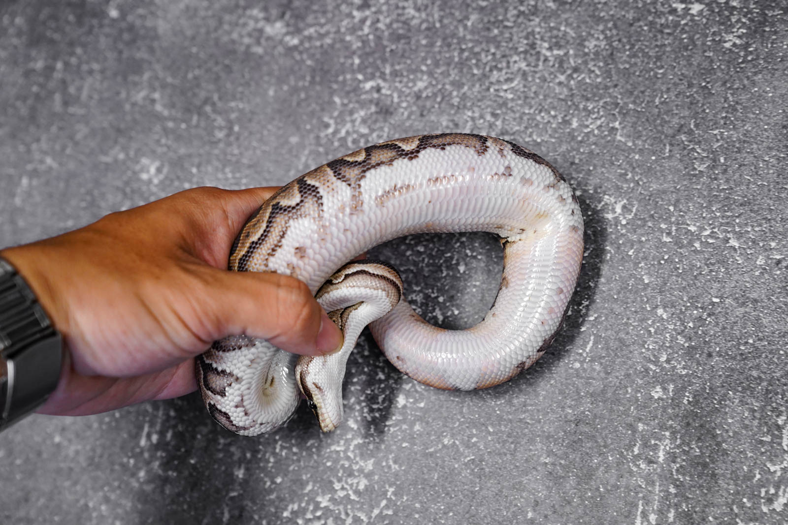 Cinnamon Leopard Chocolate – REALITY BALL PYTHON