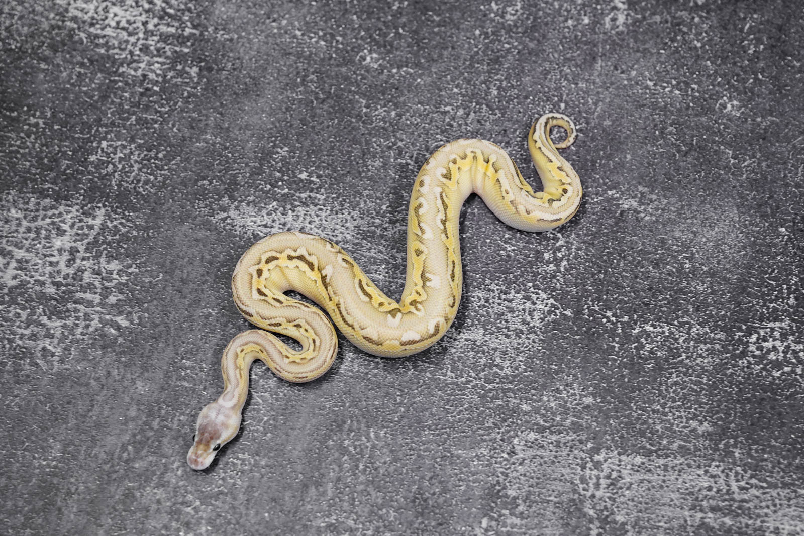 Super Pastel Cinnamon Lesser Vanilla Puzzle – REALITY BALL PYTHON