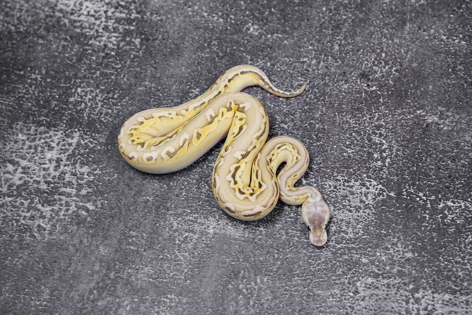 Super Pastel Cinnamon Lesser Vanilla Puzzle – REALITY BALL PYTHON