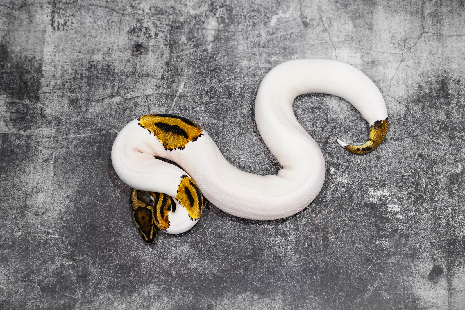 Pied – REALITY BALL PYTHON
