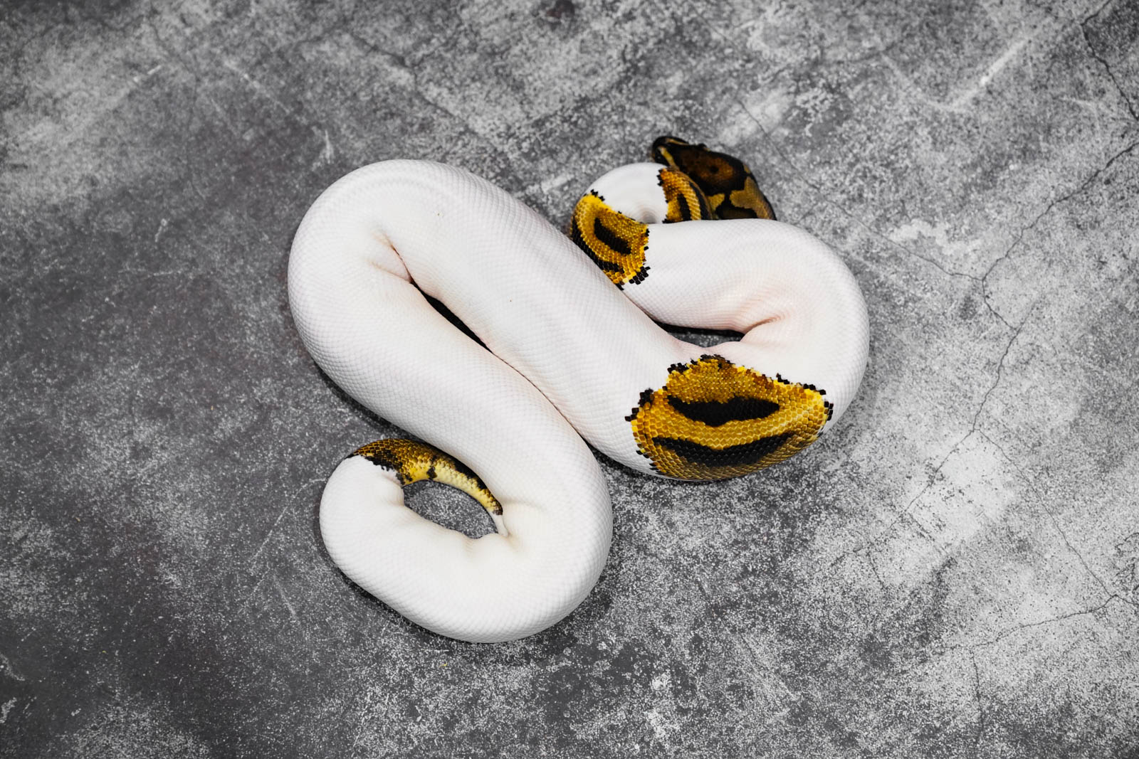 Pied – REALITY BALL PYTHON